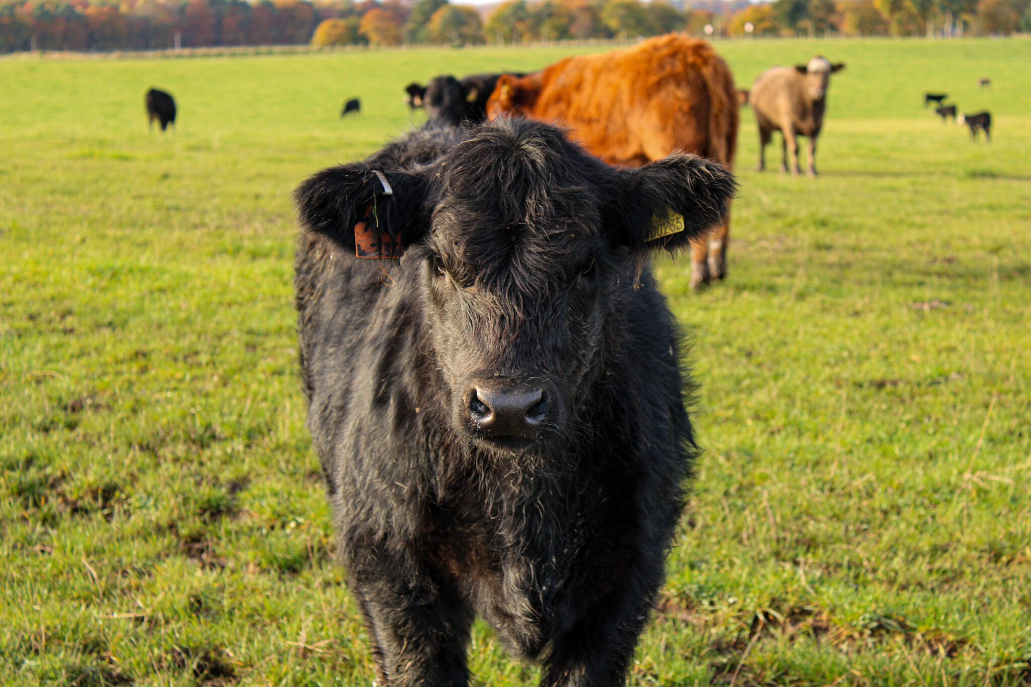 About Us - TOP MEAT SA